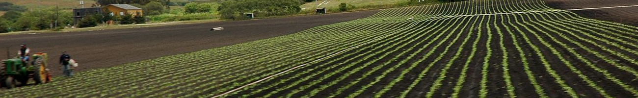 Triple U Buffalo Ranch